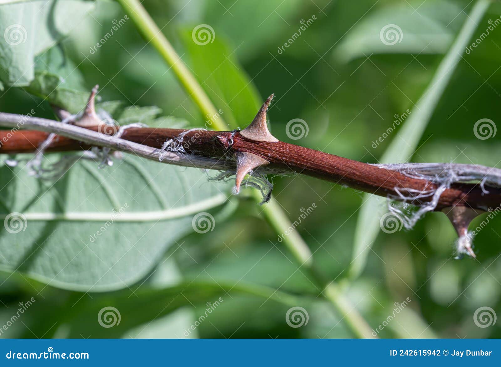 Thorn is Sharp and Ready To Poke You Stock Photo - Image of legume ...