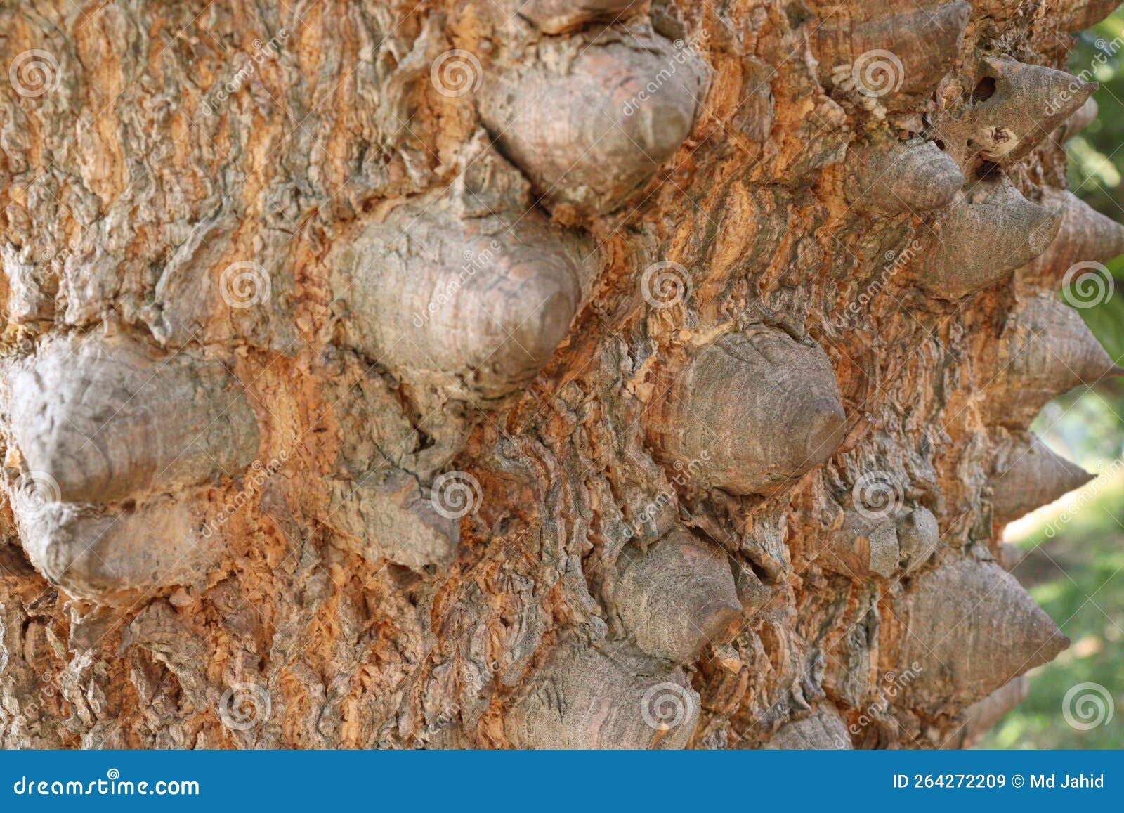 Thorn Texture Background of Ceiba Tree Stock Image - Image of leaves ...