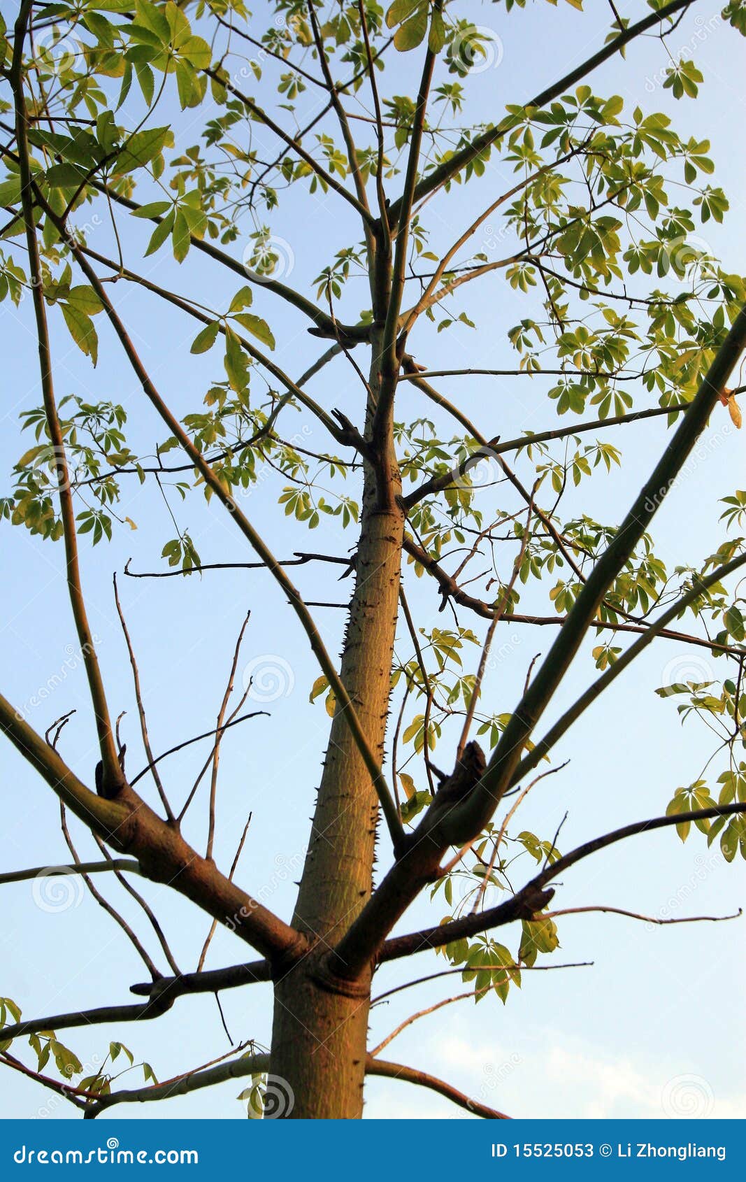 Thorn tree stock image. Image of isolated, frond, stump - 15525053