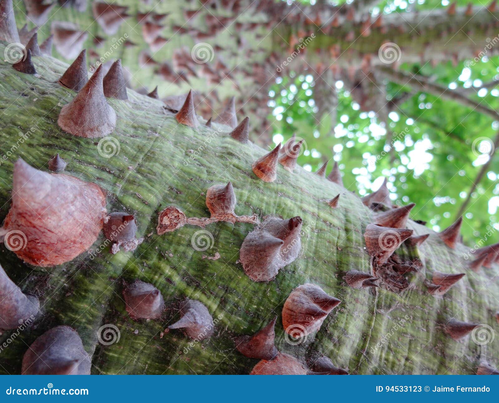Thorn tree bark stock image. Image of green, beautiful - 94533123