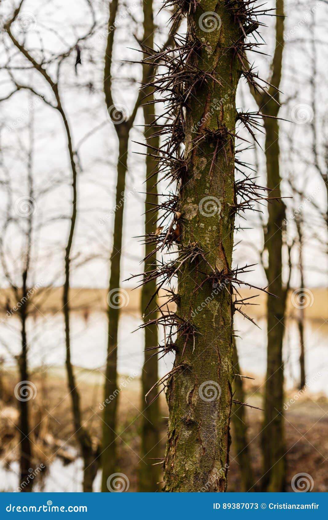 Thorn tree stock image. Image of defocused, danger, tree - 89387073