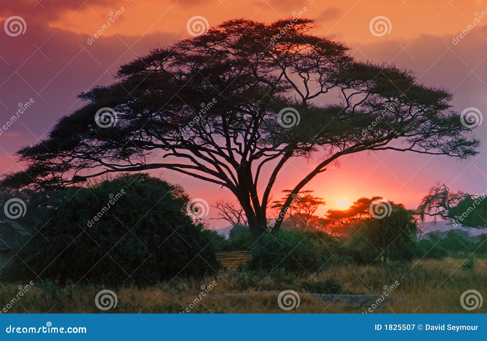 Thorn Tree Stock Photography | CartoonDealer.com #22890410