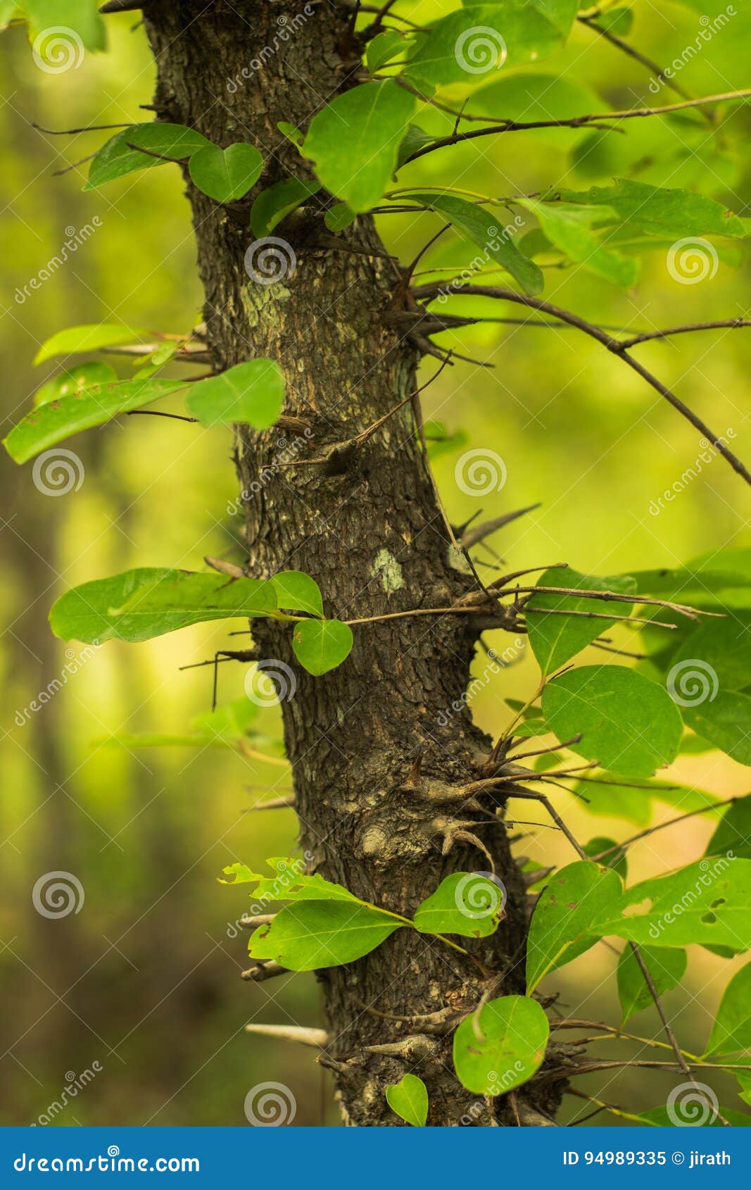 Thorn tree stock image. Image of leafs, thorn, tree, green - 94989335