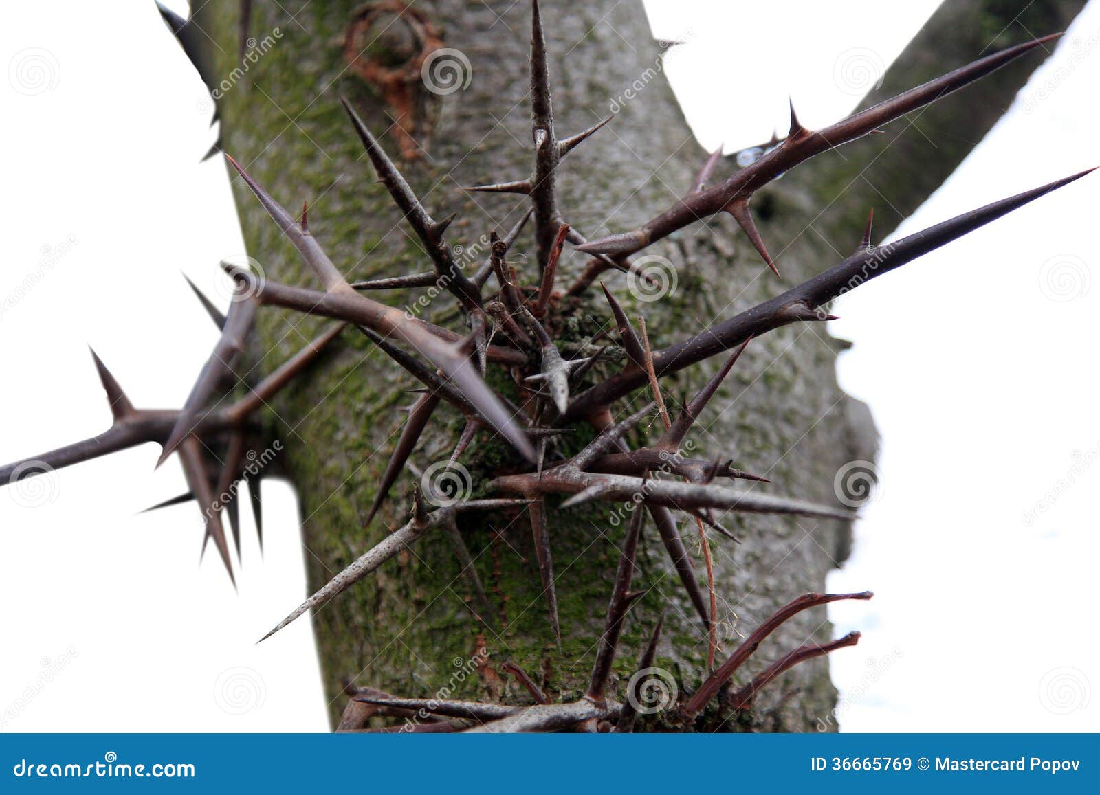 Thorn tree stock image. Image of trunk, bush, seeds, locust - 36665769