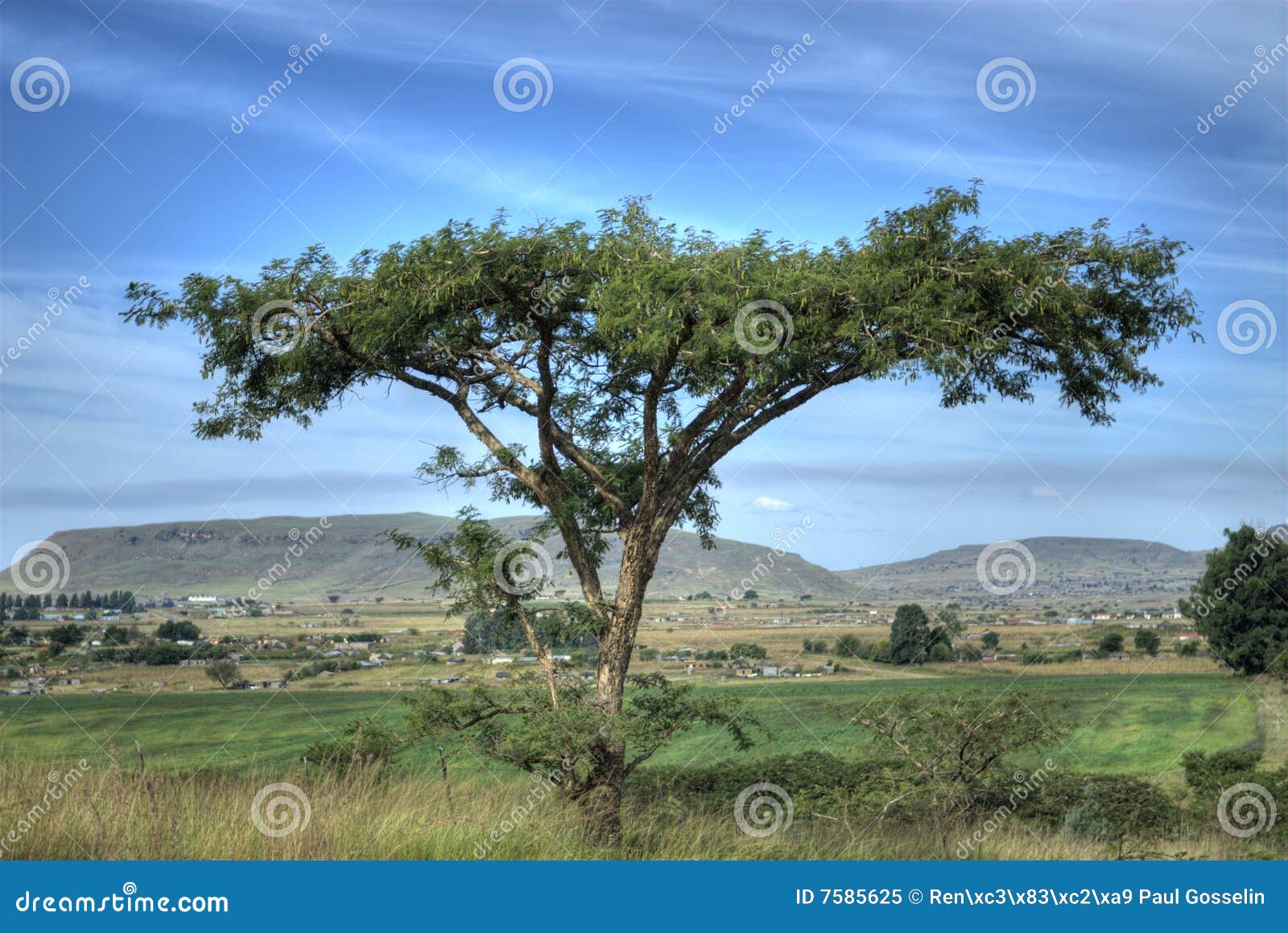 Thorn Tree in Natal stock image. Image of tourism, farm - 7585625