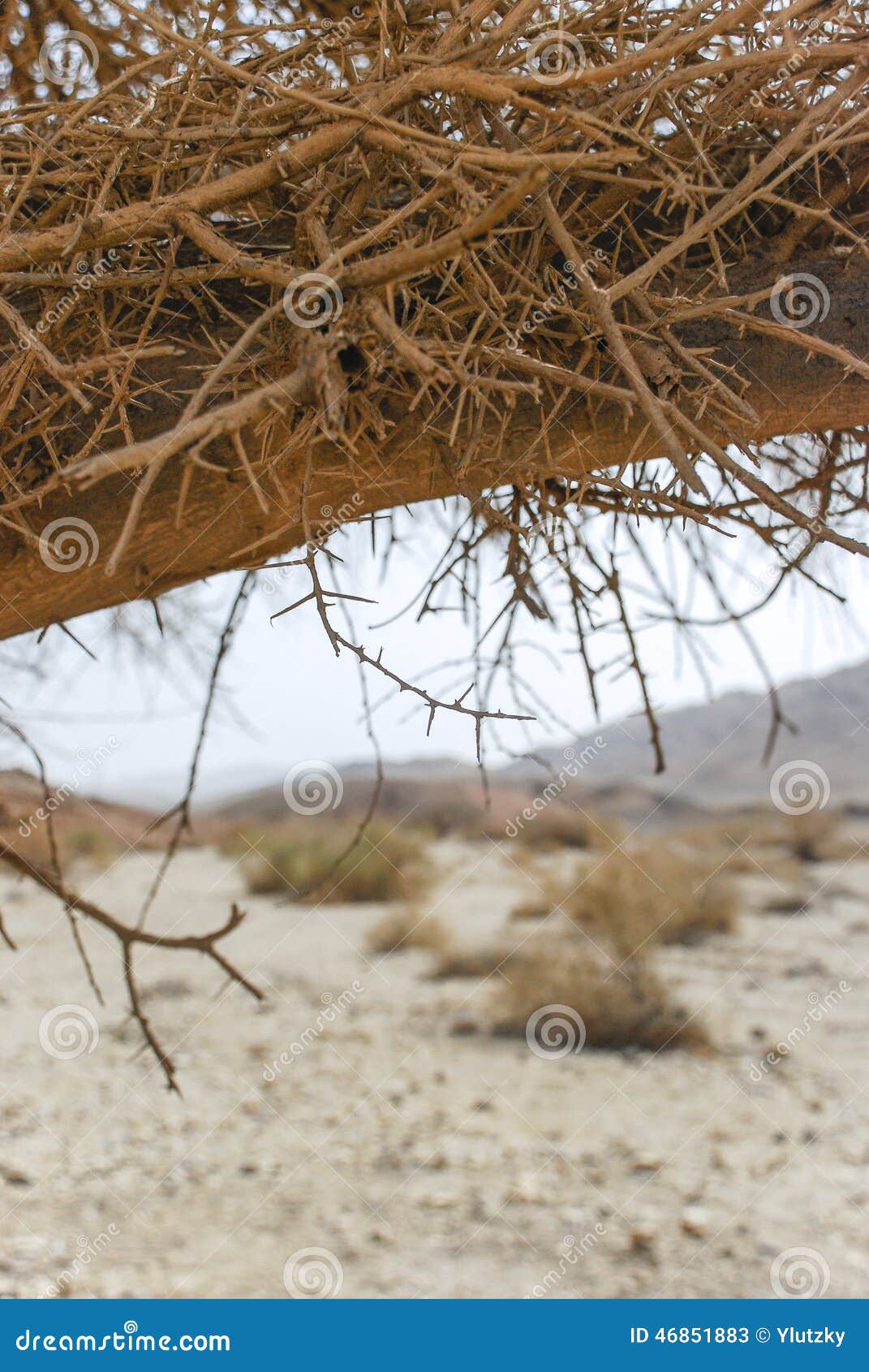Thorn tree stock image. Image of middle, forest, hebrew - 46851883