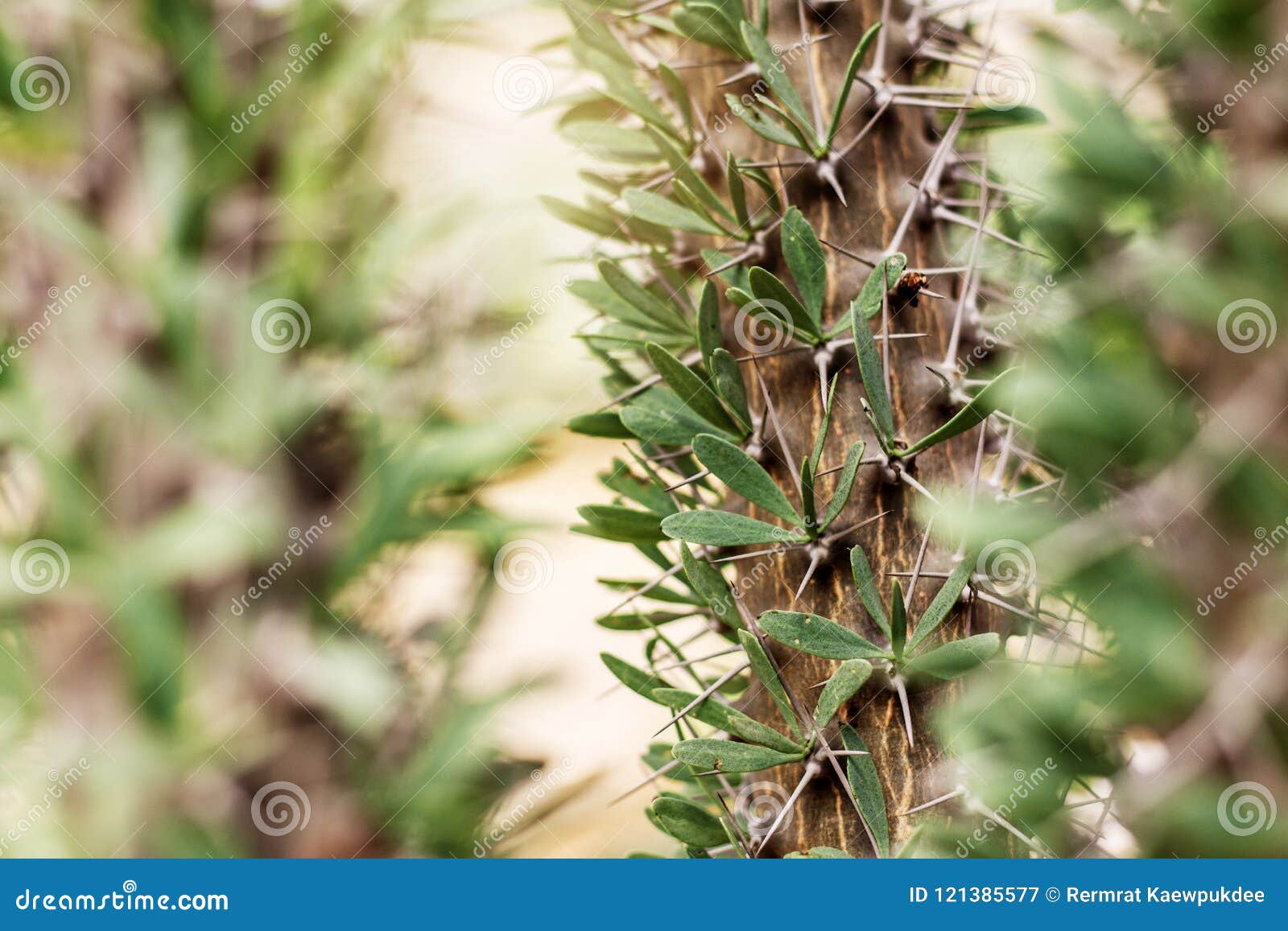 Thorn tree with sunlight. stock image. Image of barrel - 121385577