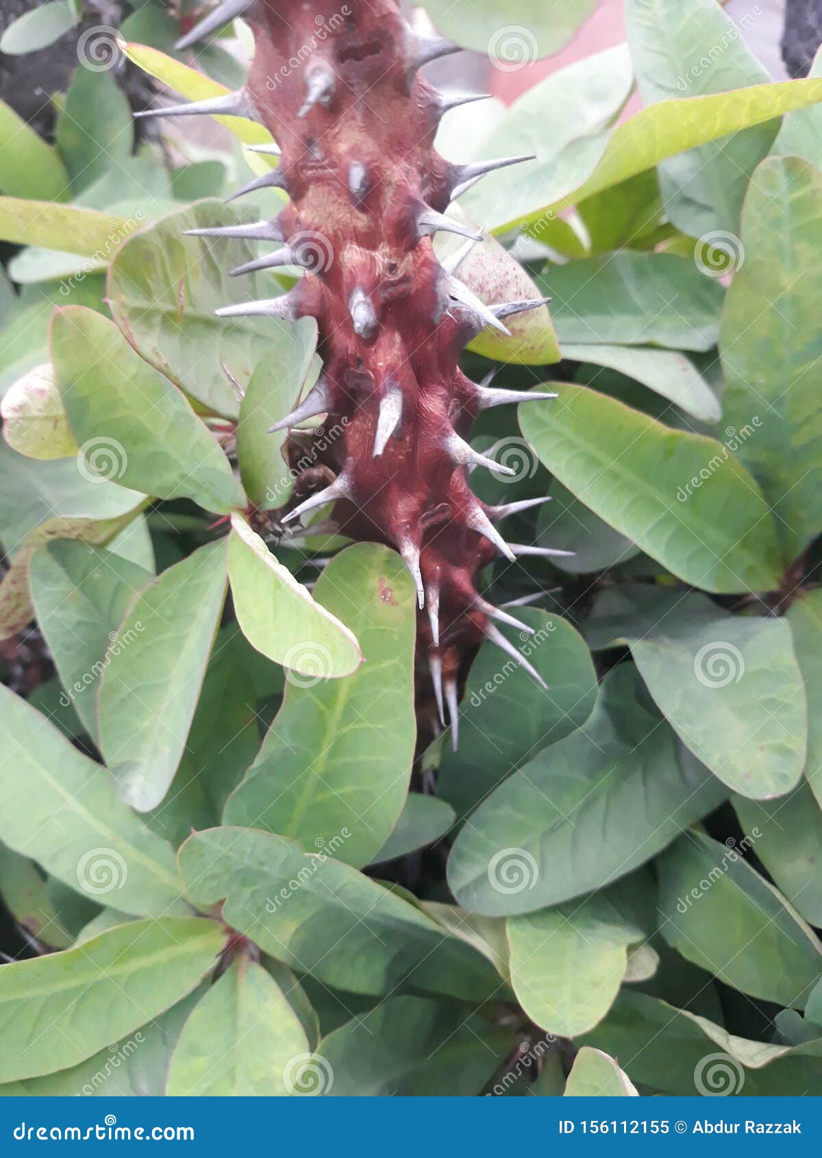 Thorn tree stock image. Image of small, scene, nice - 156112155