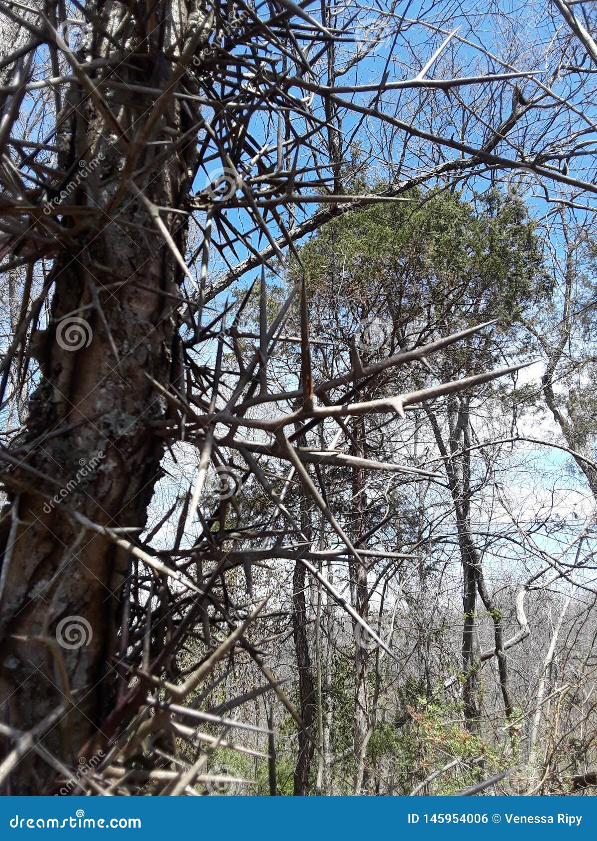 Thorn tree stock photo. Image of ouch, locustree, sharp - 145954006
