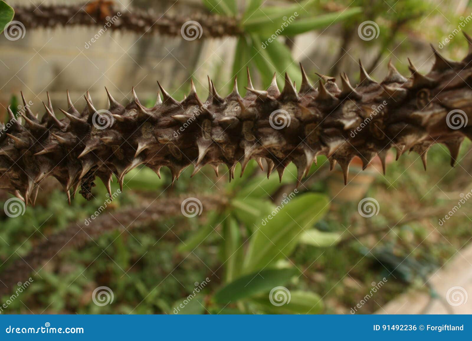 Thorn on Tree Trunk,focus at Thorn Texture Stock Photo - Image of brown ...