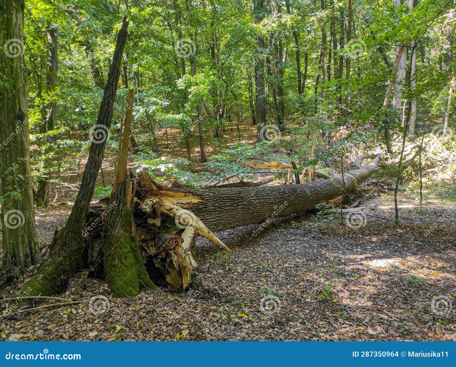 Thorn Tree Trunk in the Woods Stock Photo - Image of deciduous, stream ...