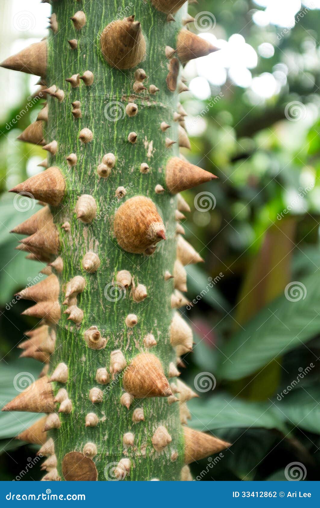 Thorn Tree stock photo. Image of plants, spiked, thorns - 33412862