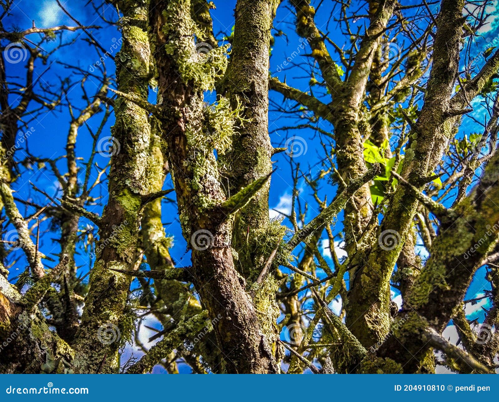 Thorn trees stock photo. Image of trees, existed, life - 204910810