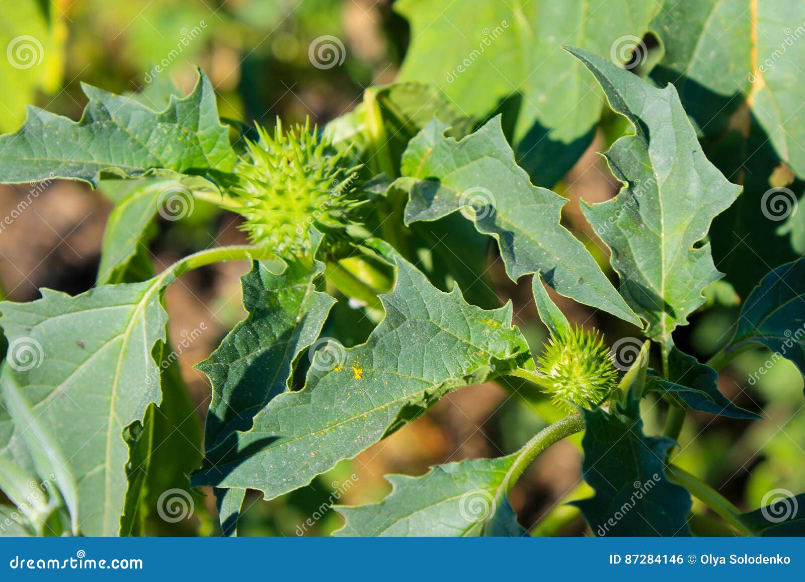 Thornapple Datura Stramonium Stock Photo - Image of leaves, datura ...