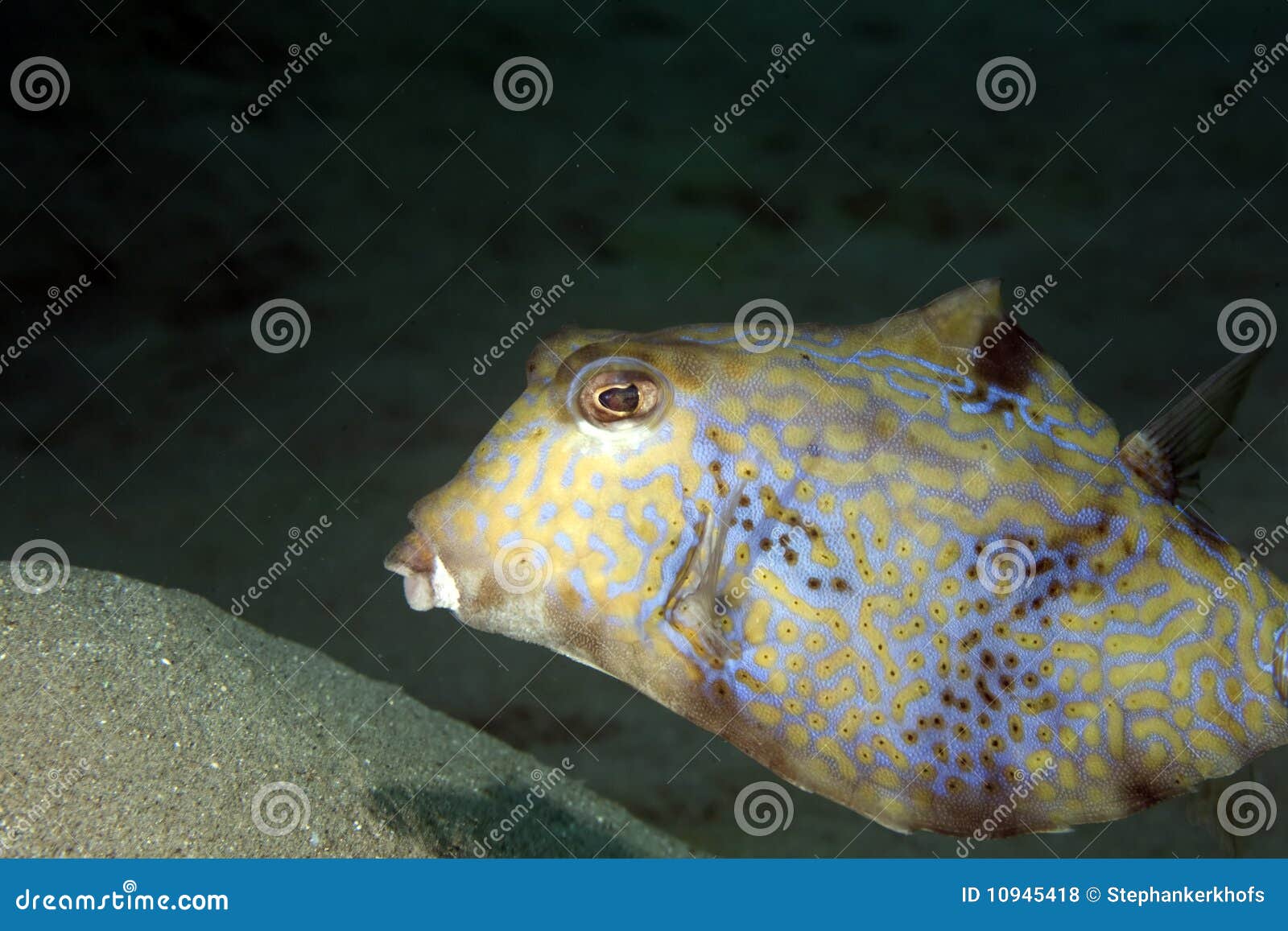 Thornback boxfish stock photo. Image of exotic, softcoral - 10945418