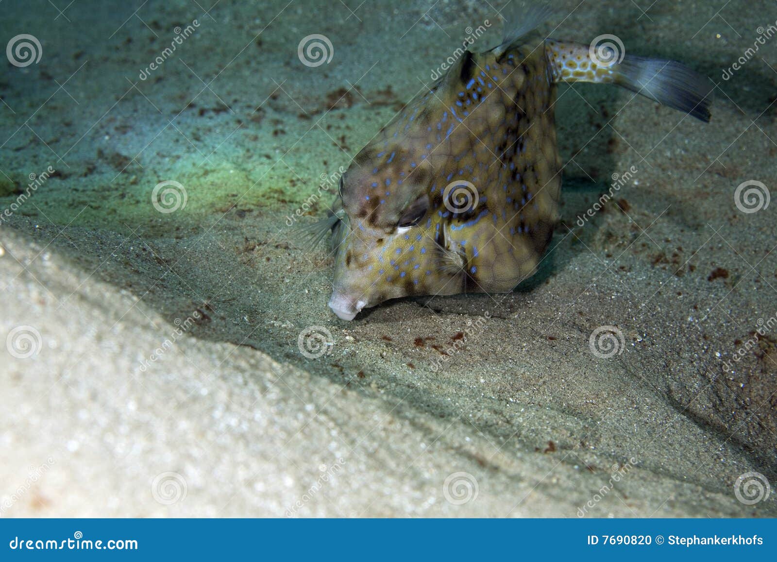 Thornback boxfish stock photo. Image of colorful, reef - 7690820