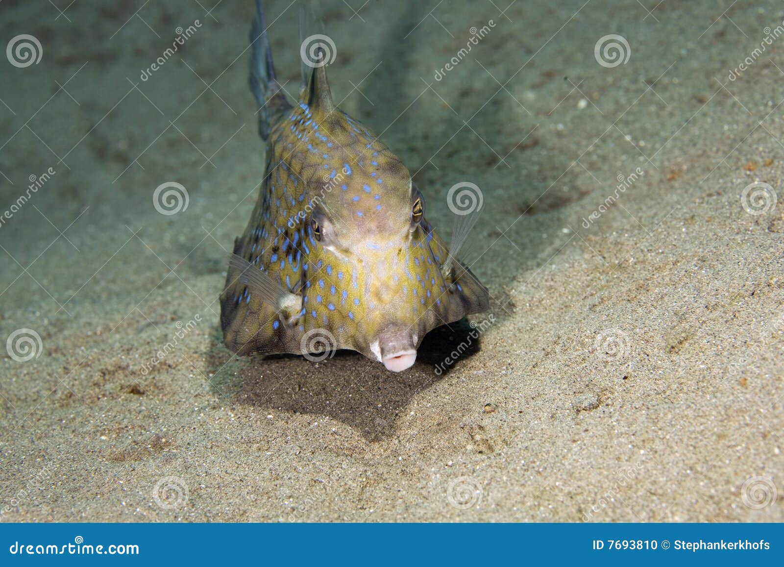 Thornback boxfish stock photo. Image of striped, black - 7693810