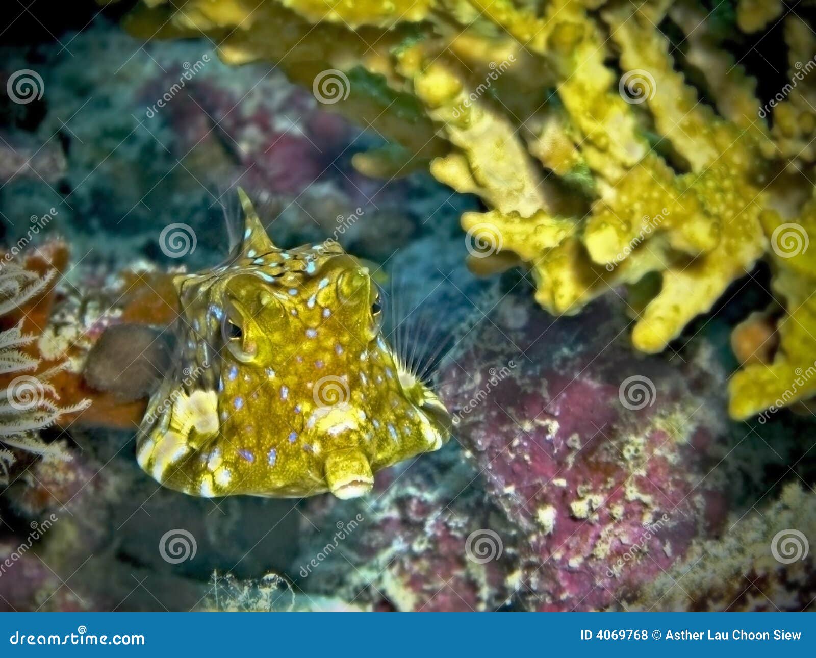 Thornback Cowfish stock photo. Image of pufferfish, cowfish - 4069768