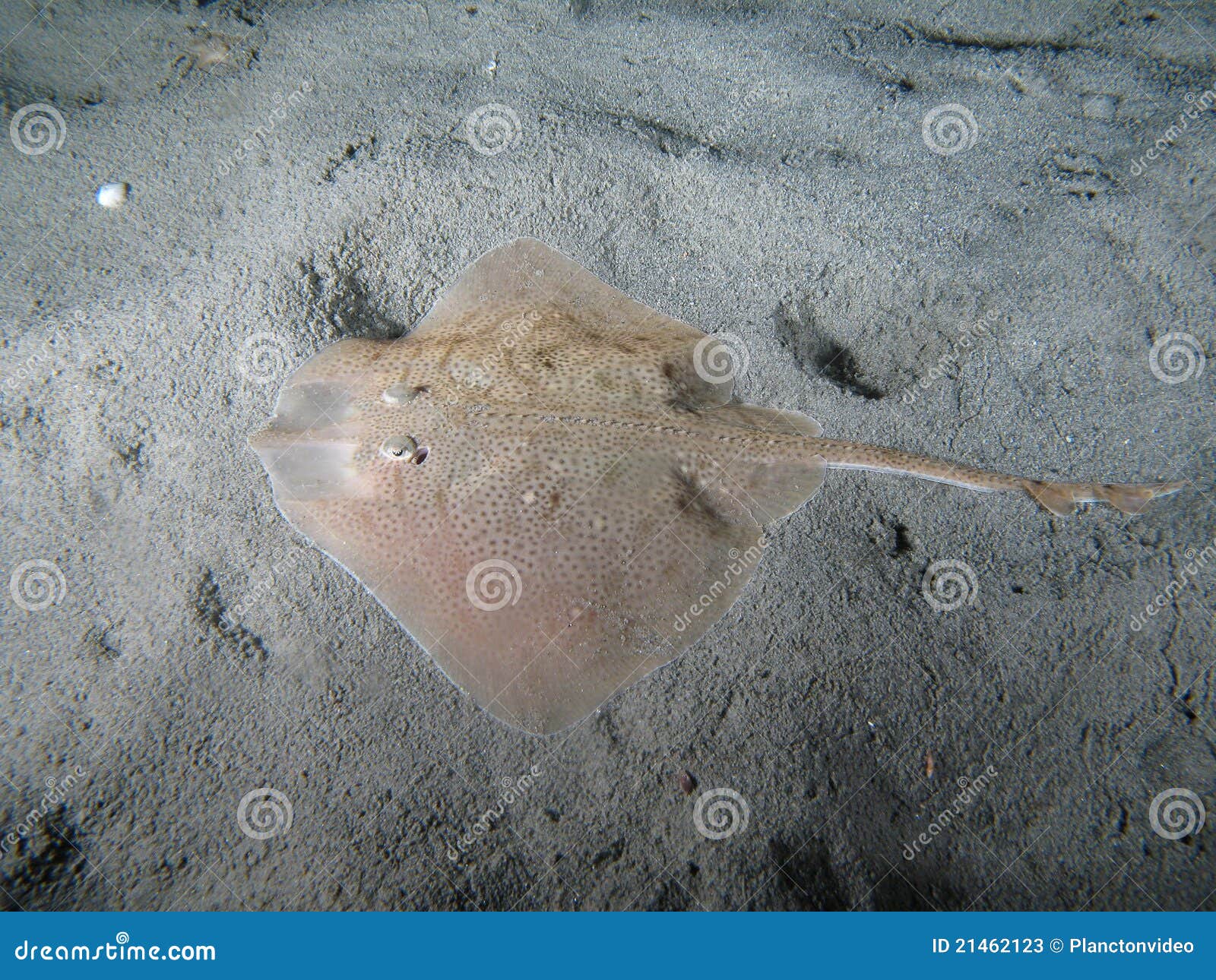 Thornback Ray stock image. Image of raja, aquatic, ecology - 21462123