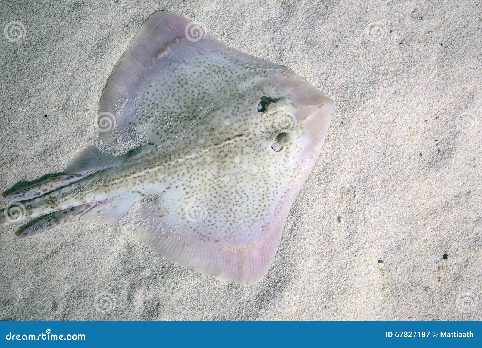 Thornback Ray Lying on the Seabed Stock Image - Image of underwater ...