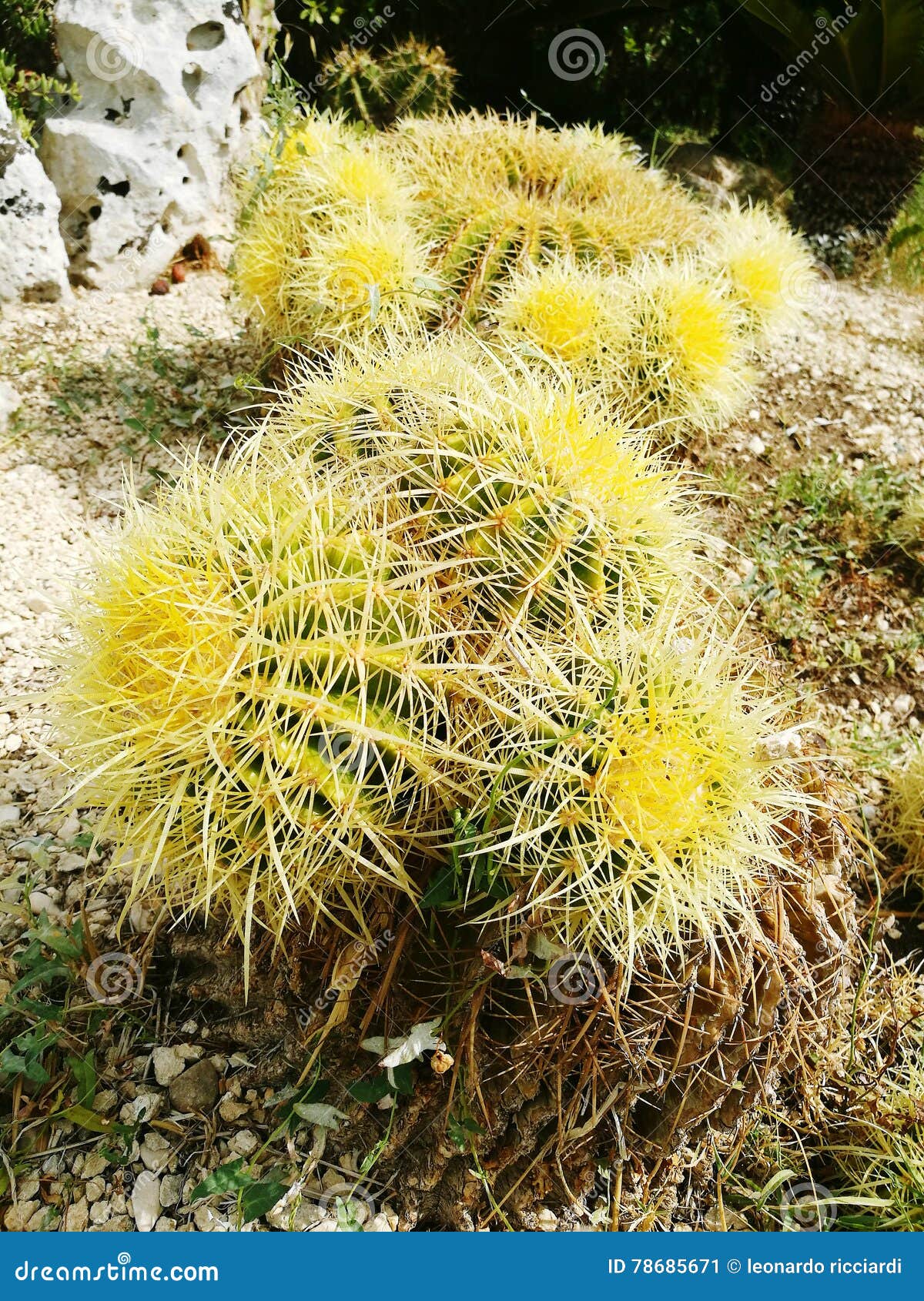 Thorned plants stock image. Image of plants, geometrico - 78685671