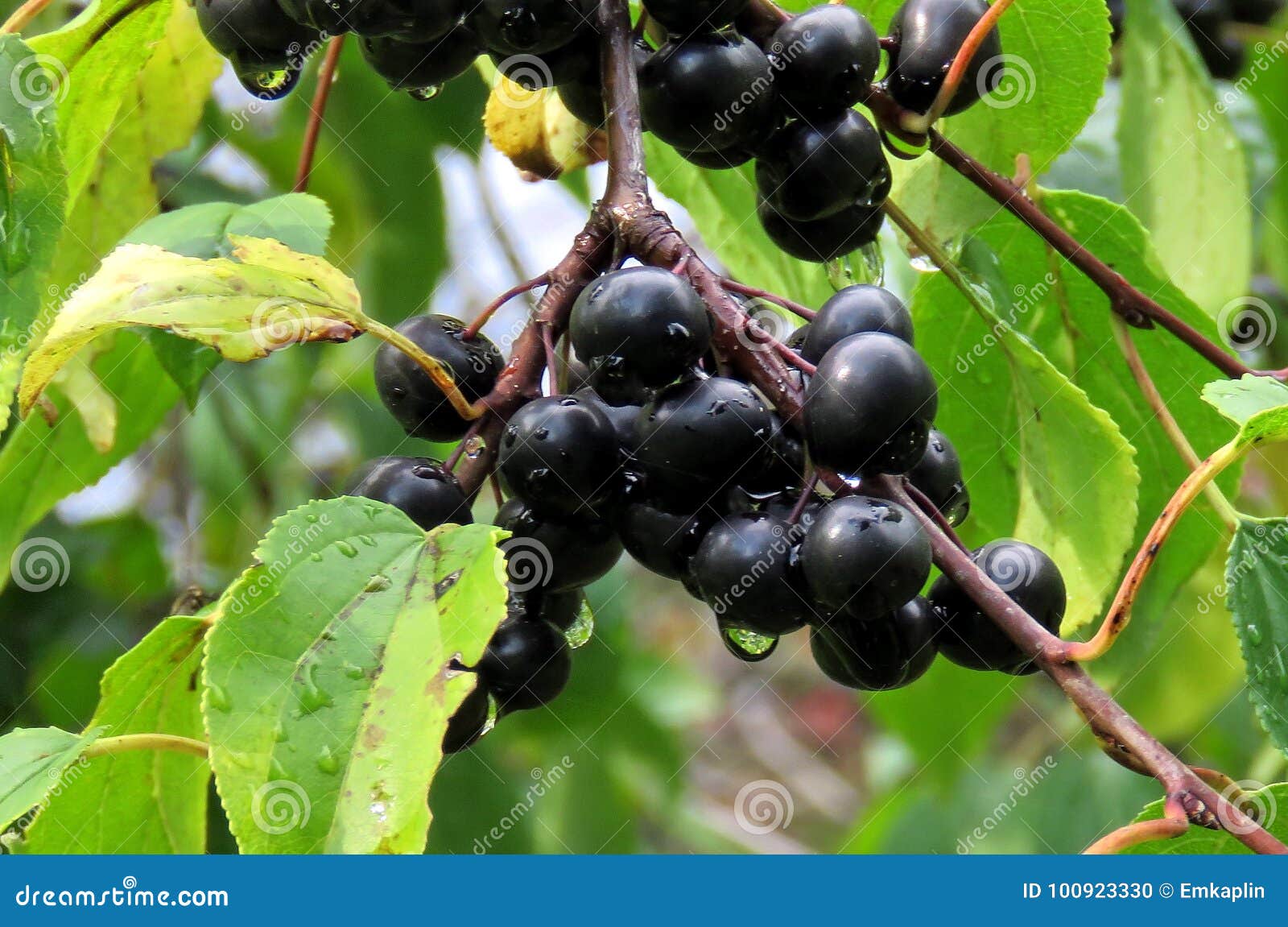 Thornhill Common Buckthorn Berry 2017 Stock Photo - Image of macro ...