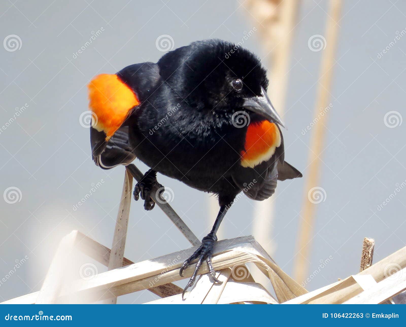 Thornhill El Mirlo De Alas Rojas 2017 Imagen de archivo - Imagen de ...