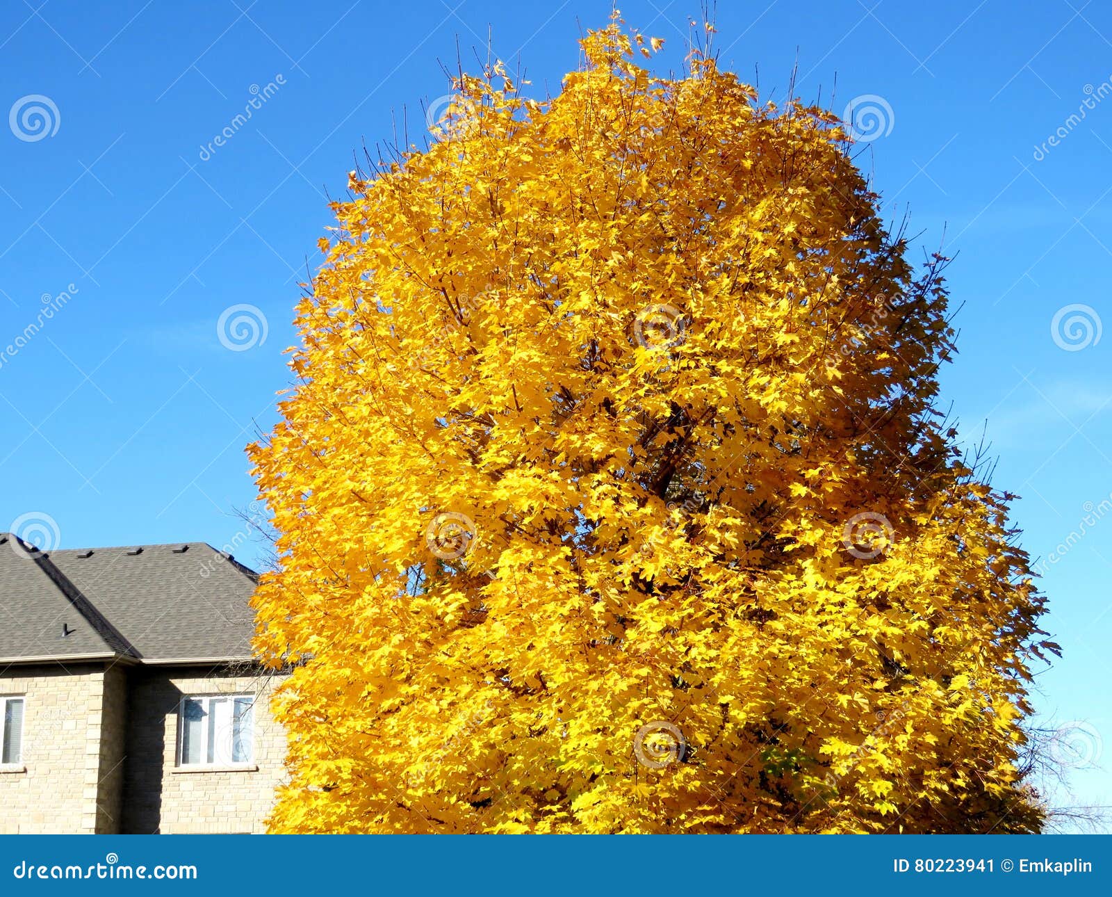 Thornhill Gold Maple Tree 2016 Stock Image - Image of environment ...