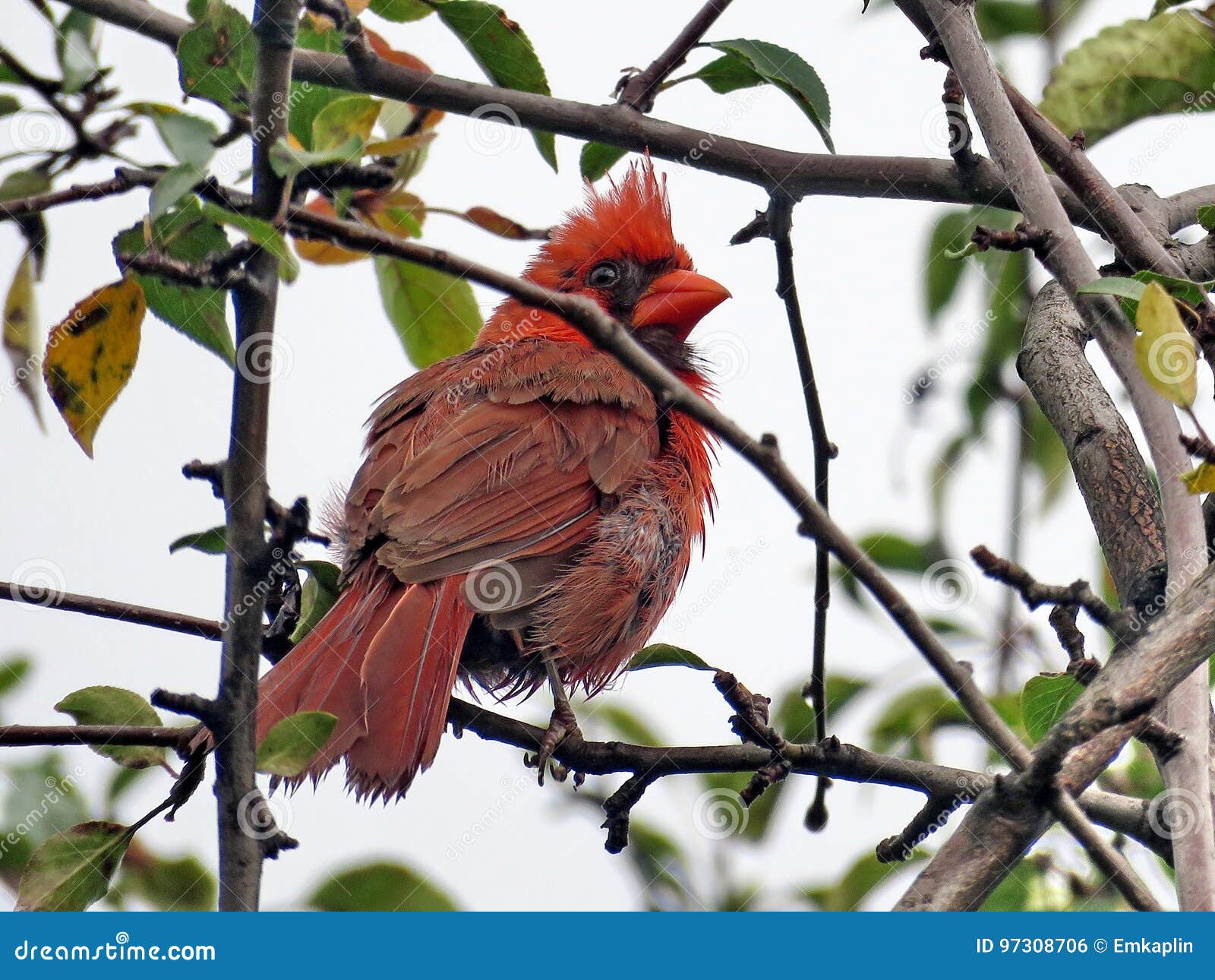 Thornhill Red Cardinal in Forest 2017 Stock Photo - Image of forest ...
