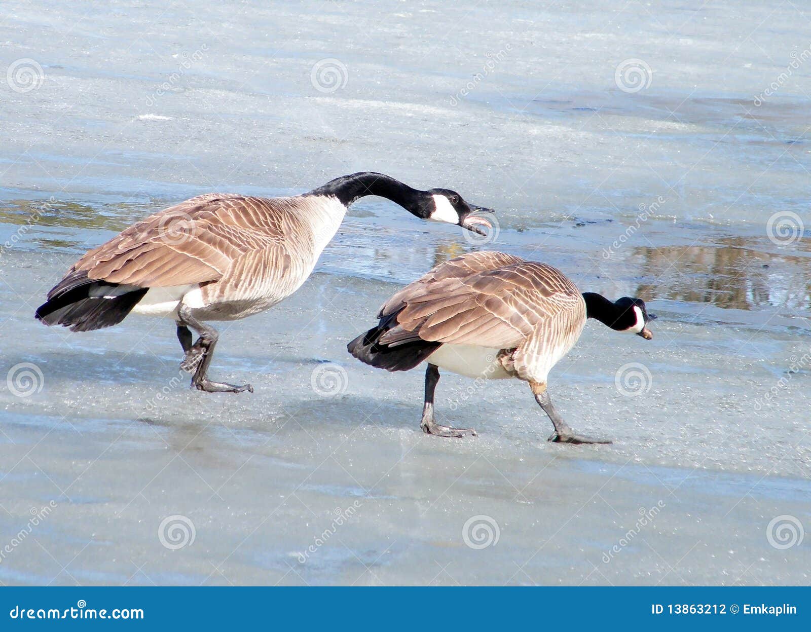Thornhill Screaming at Geese 2010 Stock Photo - Image of cold, four ...