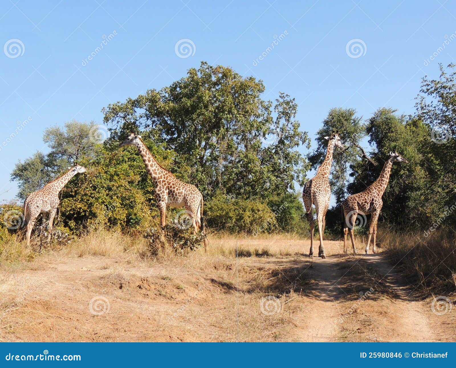 Thornicroft Giraffes stock photo. Image of africa, african - 25980846