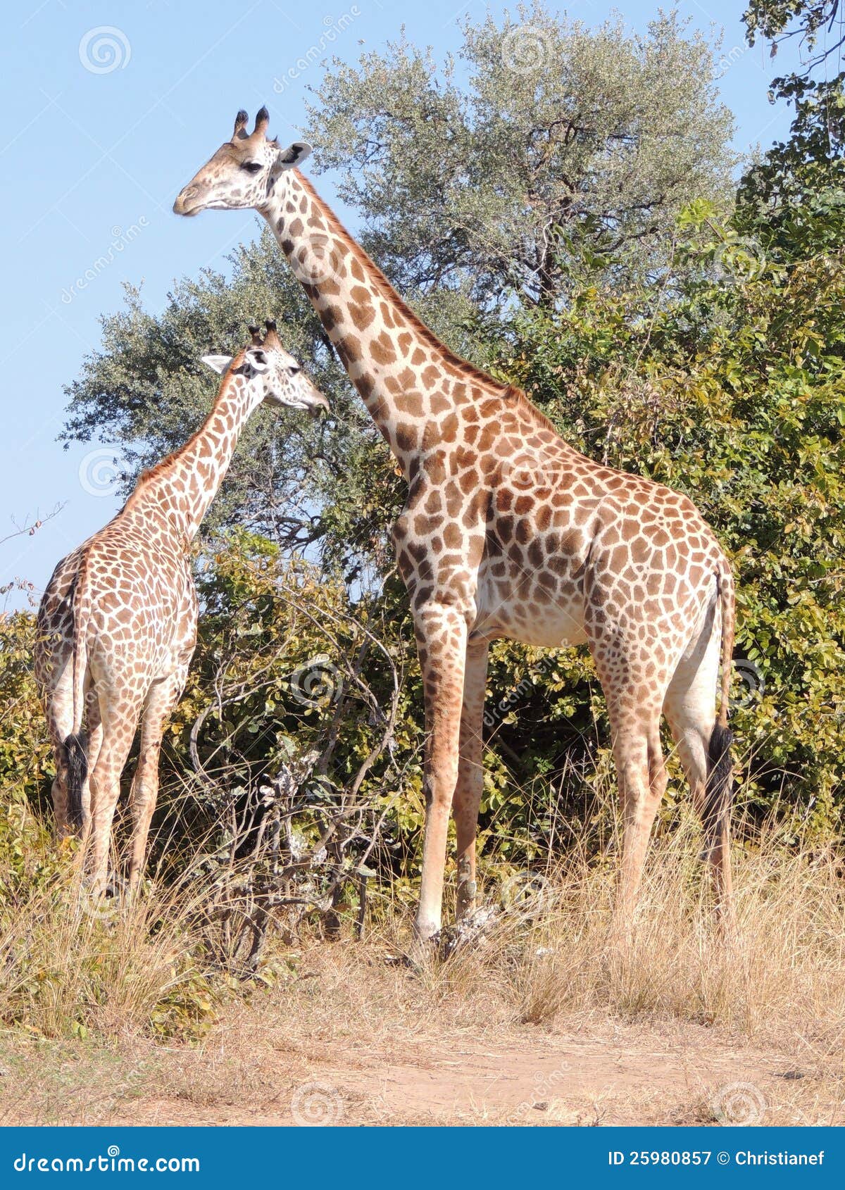 Thornicroft Giraffes stock image. Image of giraffe, south - 25980857