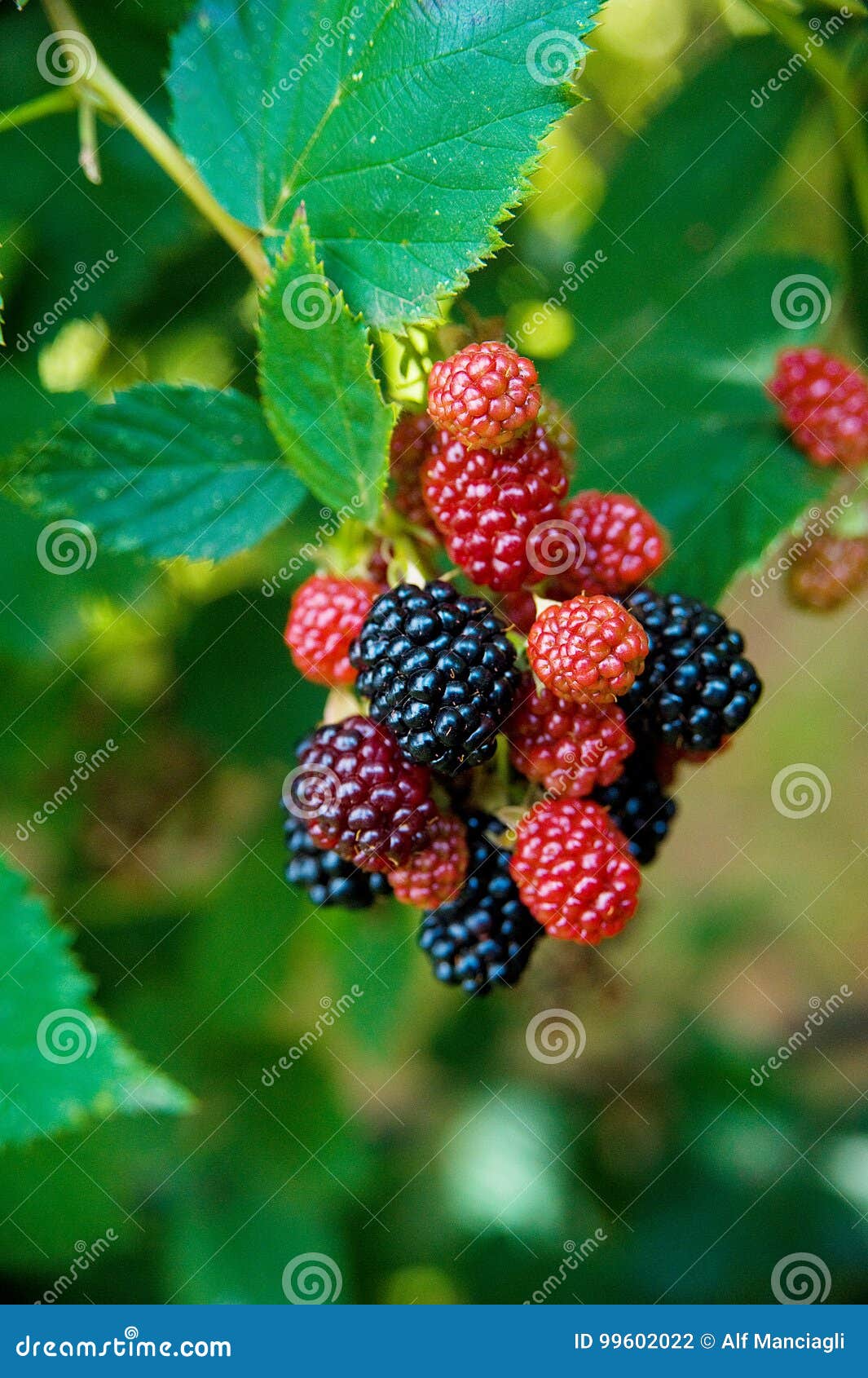 Thornless blackberries stock photo. Image of fruit, juicy - 99602022
