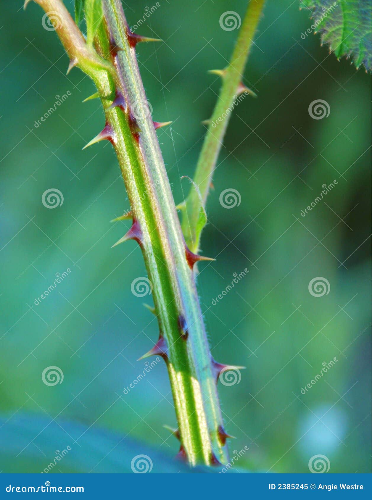 Thorns stock image. Image of prickly, nature, blackberry - 2385245