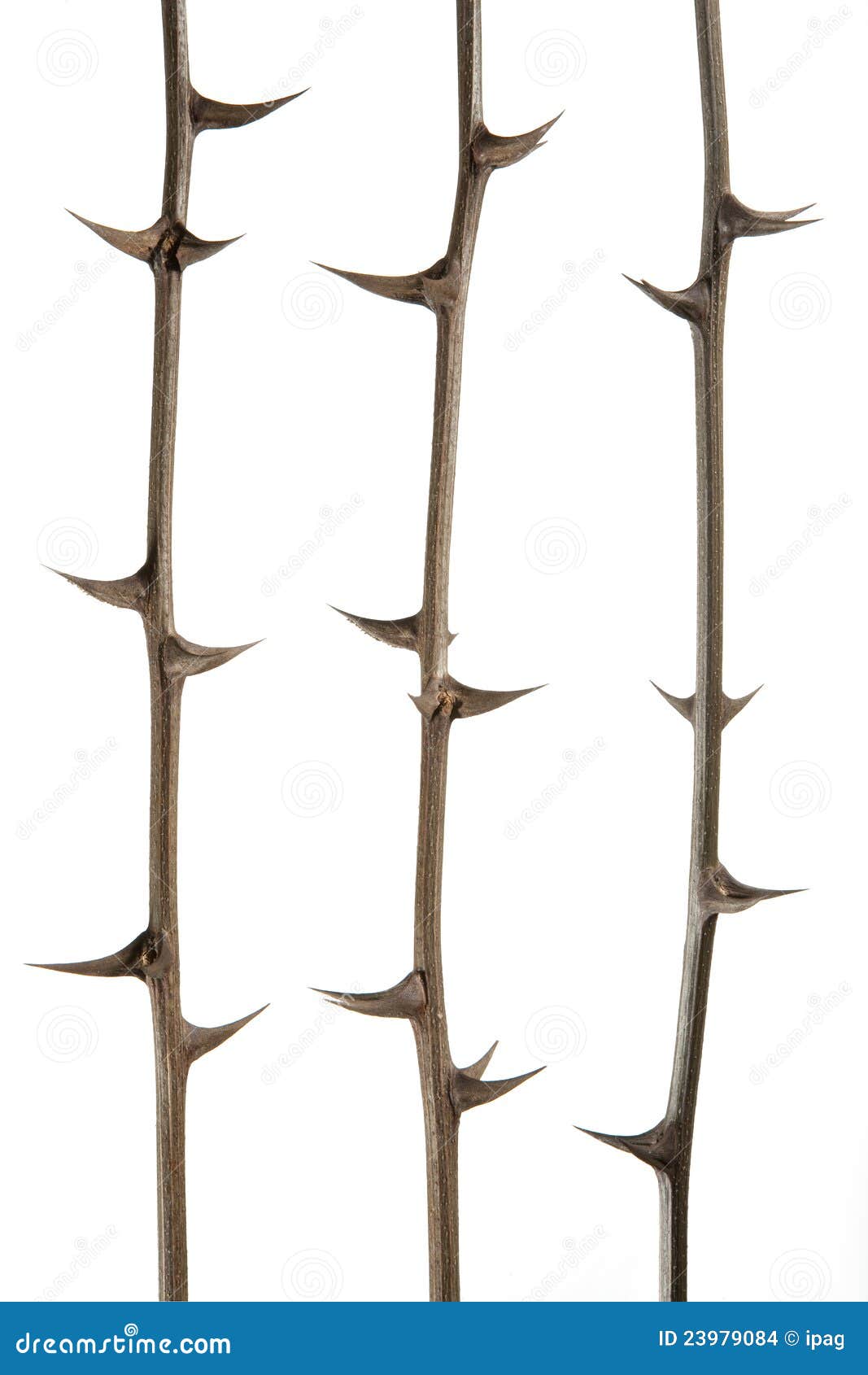 Thorns stock photo. Image of thorns, bushes, pointed - 23979084