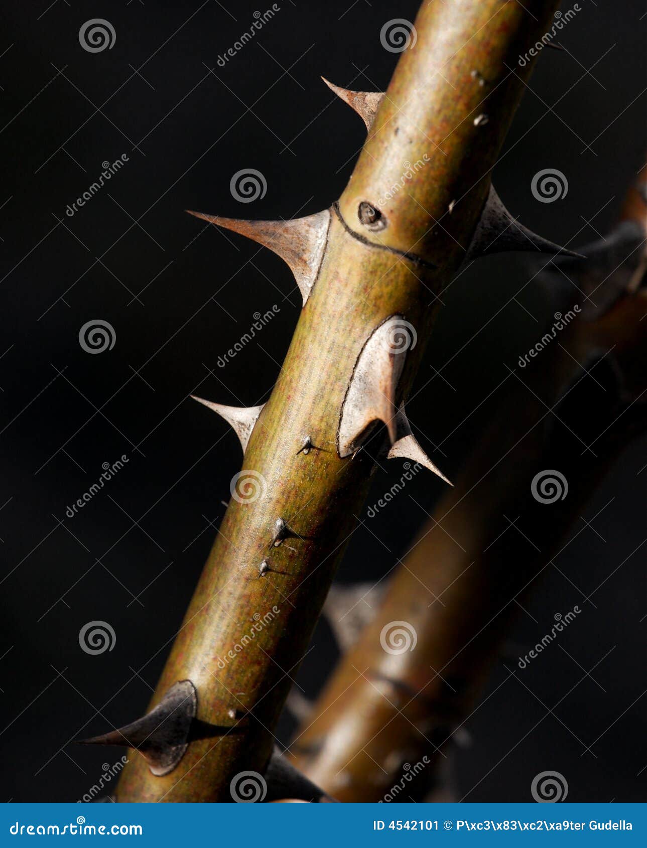 Thorns stock image. Image of macro, closeup, park, pain - 4542101