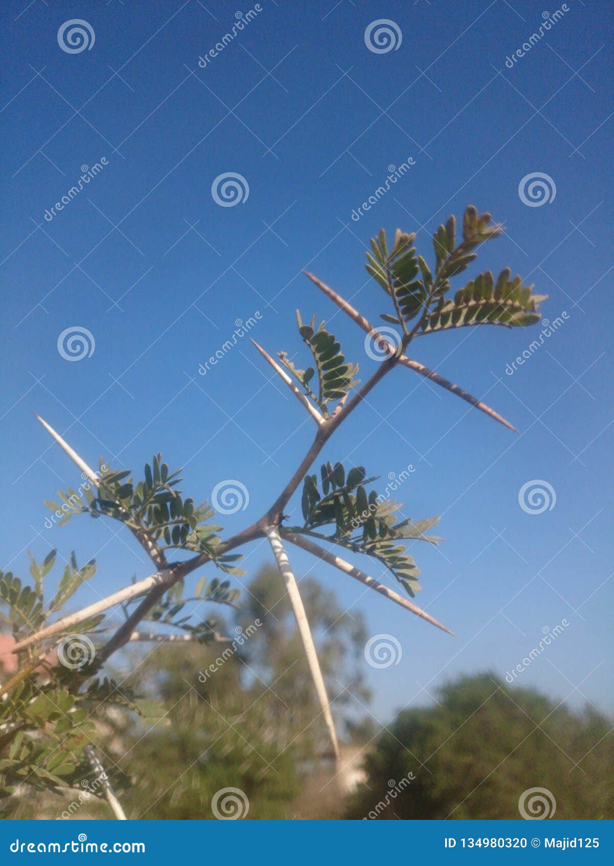 Thorns of Acacia stock photo. Image of thorn, natural - 134980320