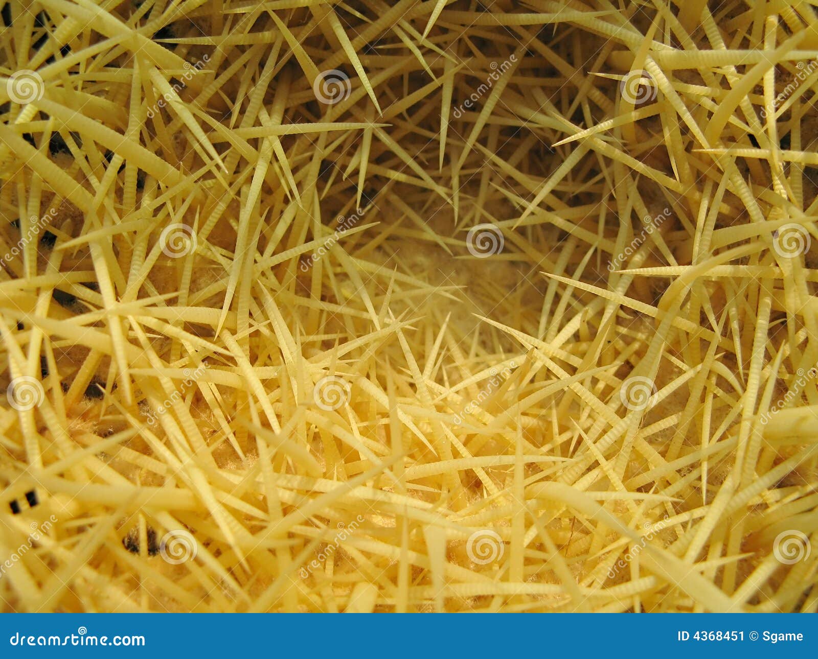 Thorns background stock image. Image of macro, close, background - 4368451