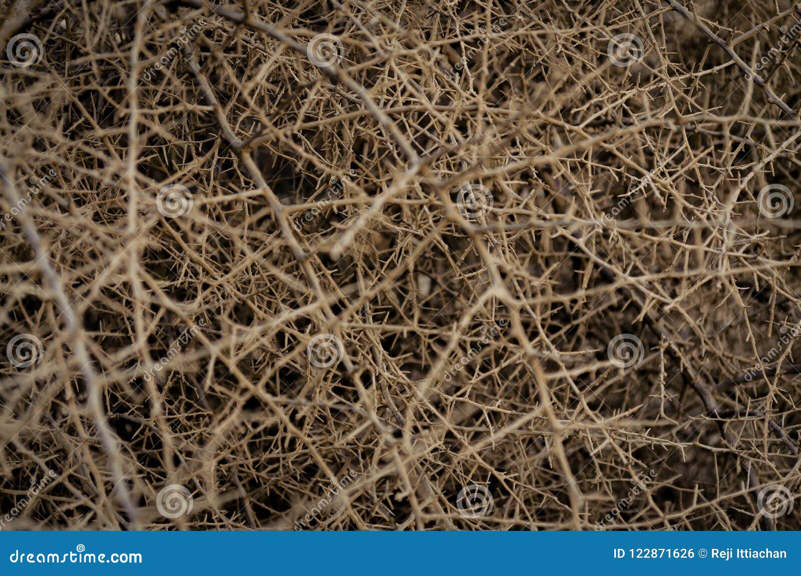 Thorns Background. stock photo. Image of defense, prickle - 122871626