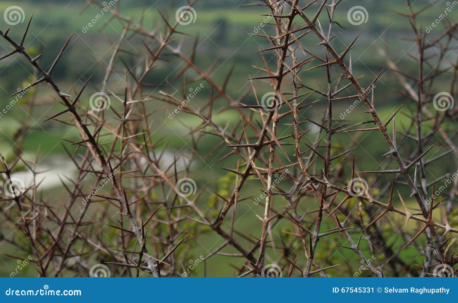 Thorns background stock image. Image of background, nature - 67545331