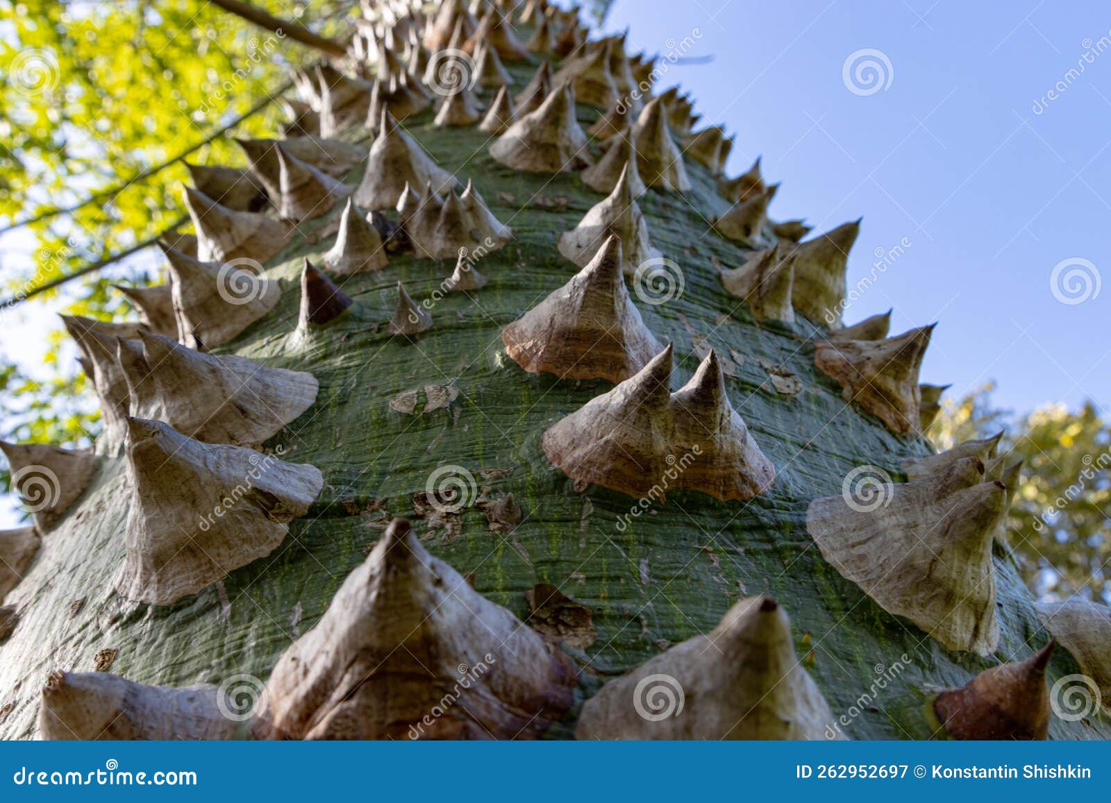 Thorns on the Bark of a Cotton Tree Stock Image - Image of forest ...