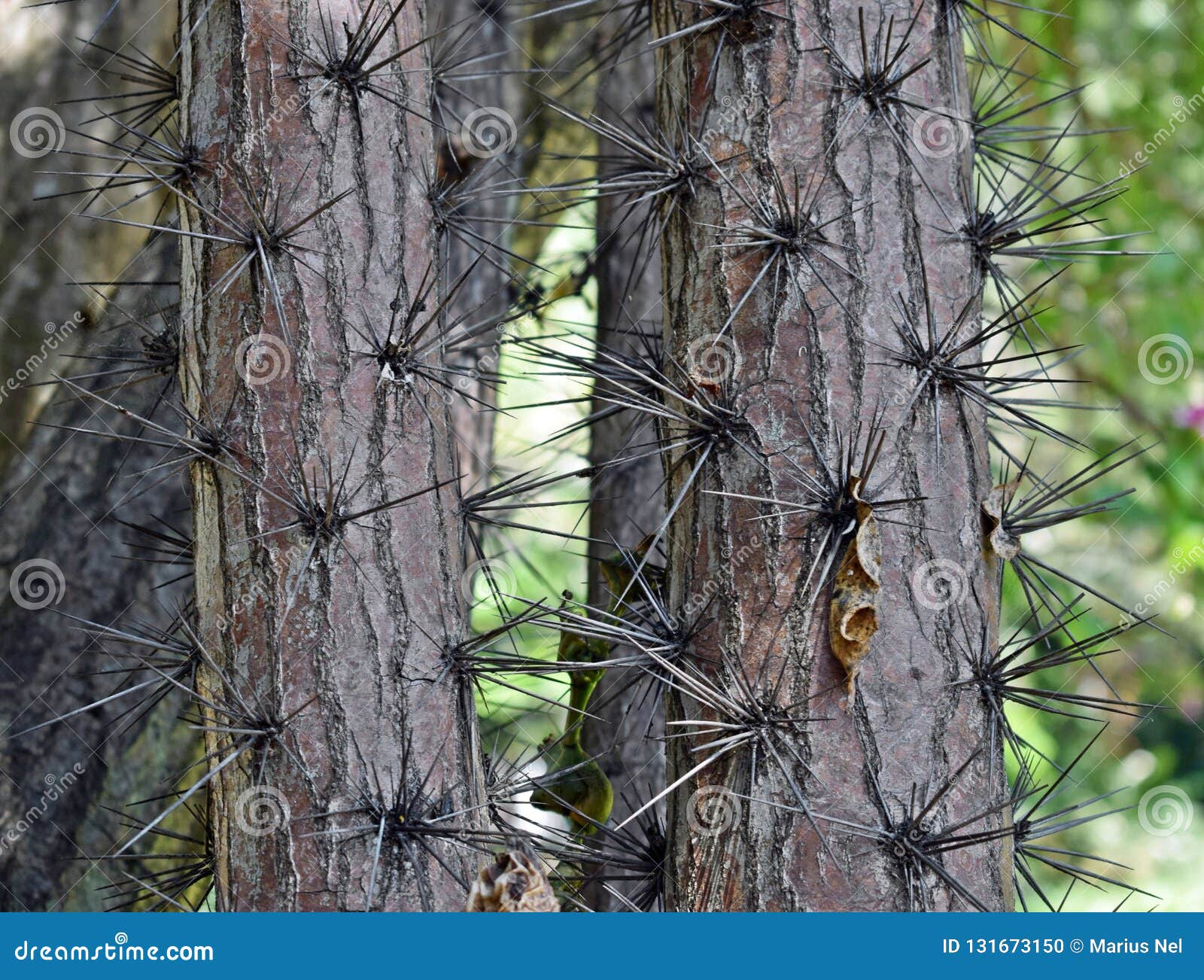 Thorns on bark stock photo. Image of botany, cactus - 131673150