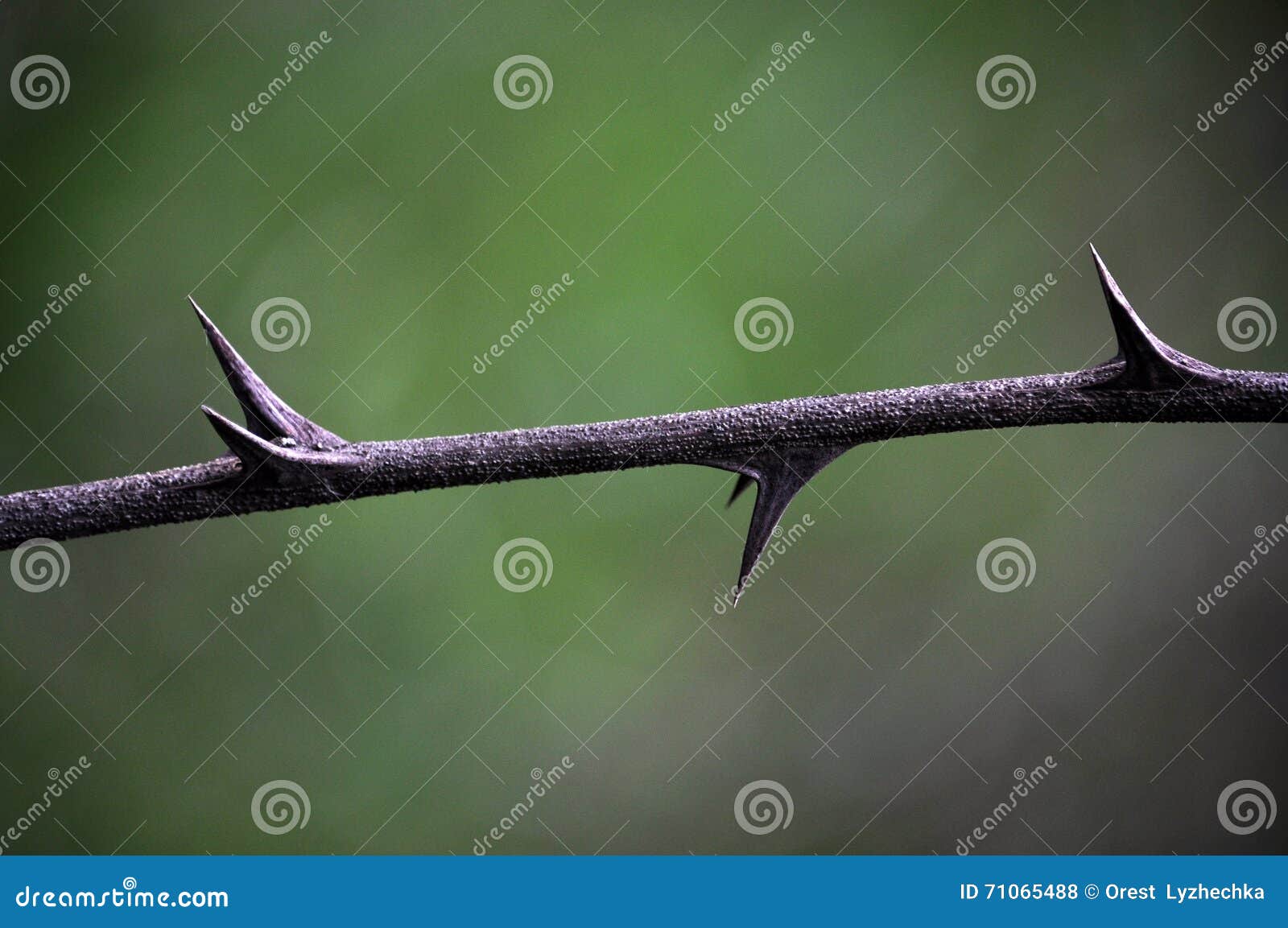 Thorns on a branch of tree stock photo. Image of background - 71065488