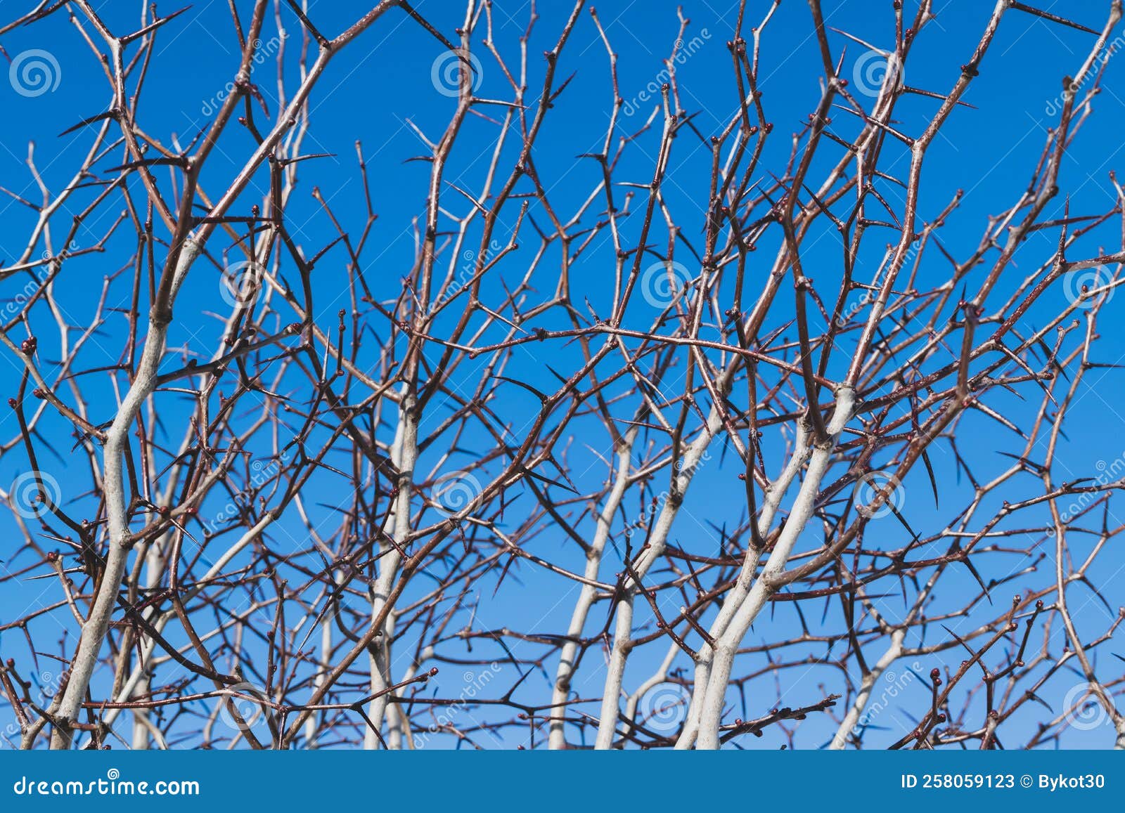 Spines on Bare Branches. Against the Background of the Blue Sky Stock ...