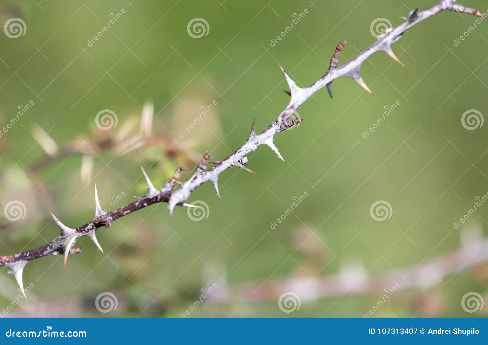 Thorns on the Branches of a Plant Stock Image - Image of thorn, branch ...