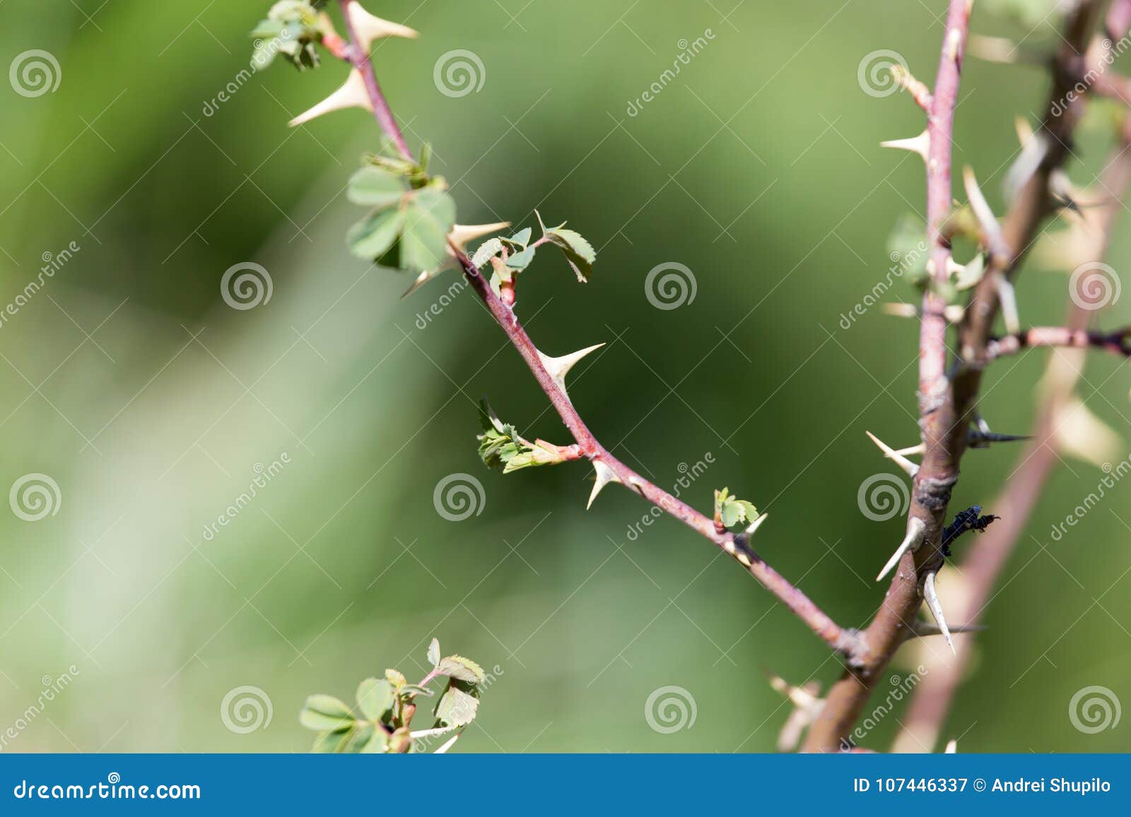 Thorns on the Branches of a Plant Stock Image - Image of thorn, variety ...