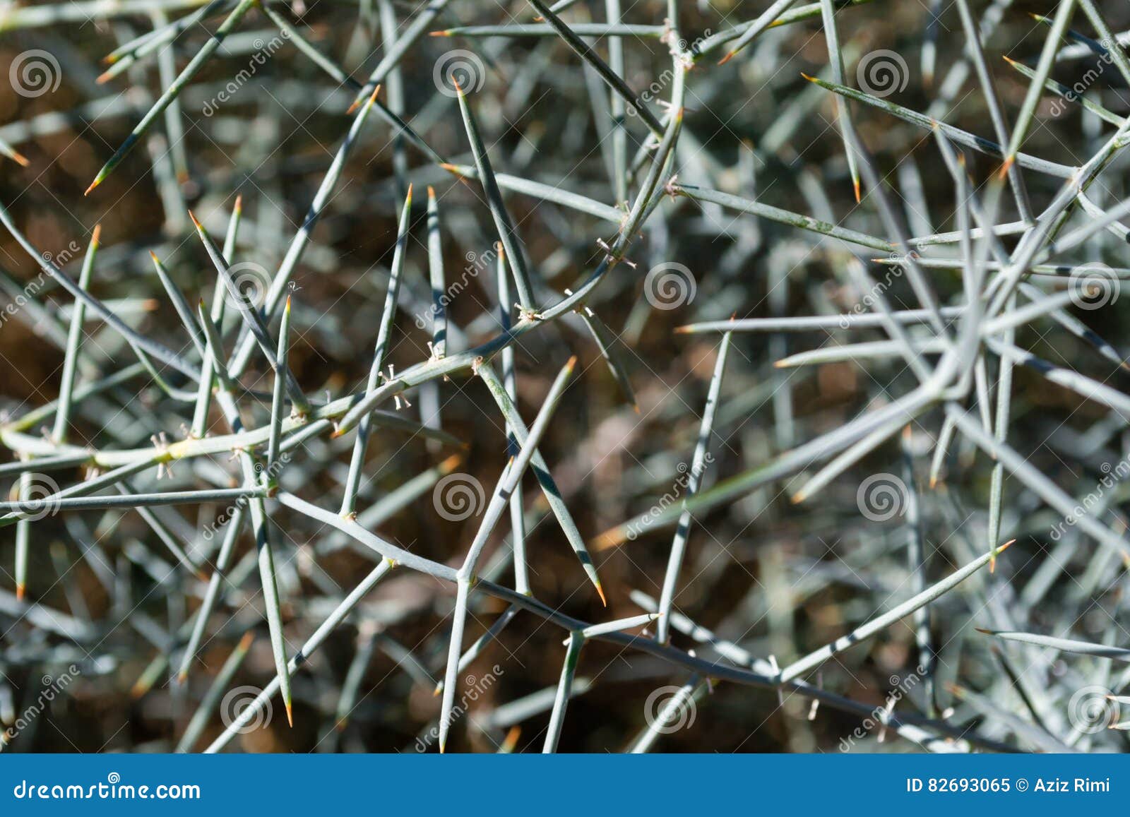 Thorns bush 2 stock image. Image of sharp, lots, morphology - 82693065