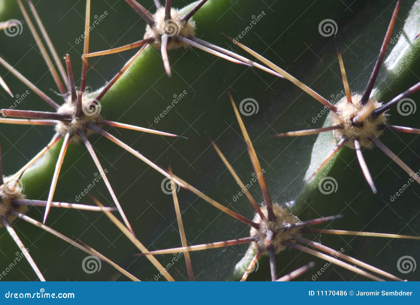 Thorns cactus stock photo. Image of macro, cacti, background - 11170486