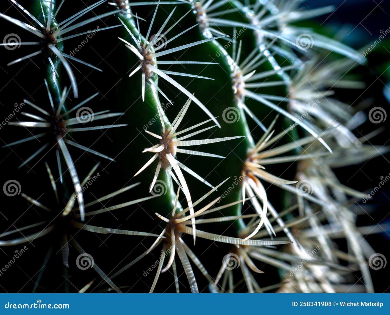 Thorns of the Cactus Surround the Tree Stock Photo - Image of blur ...