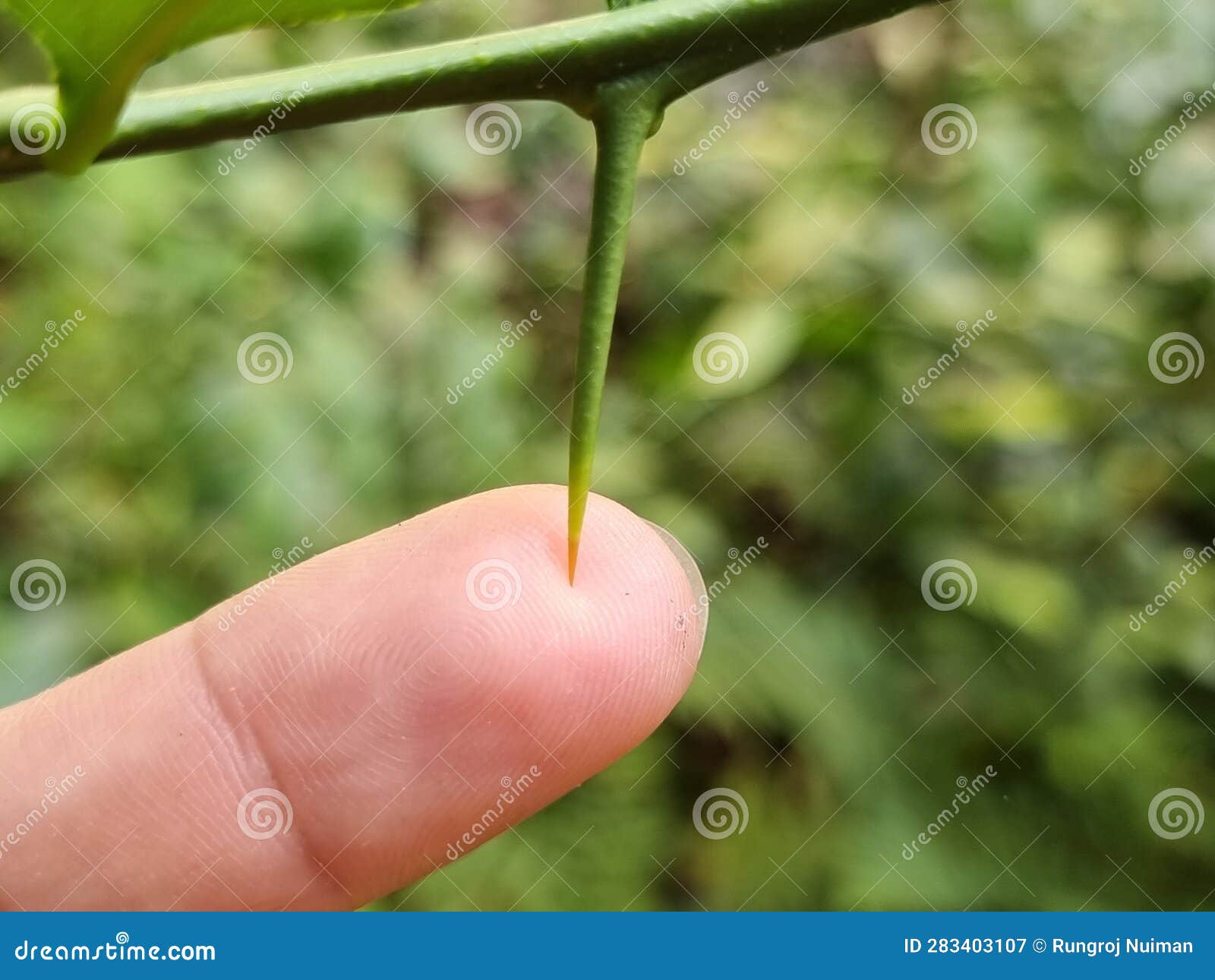 Thorns of Kaffir Lime Branches. Finger Prick. Blurred Background Stock ...